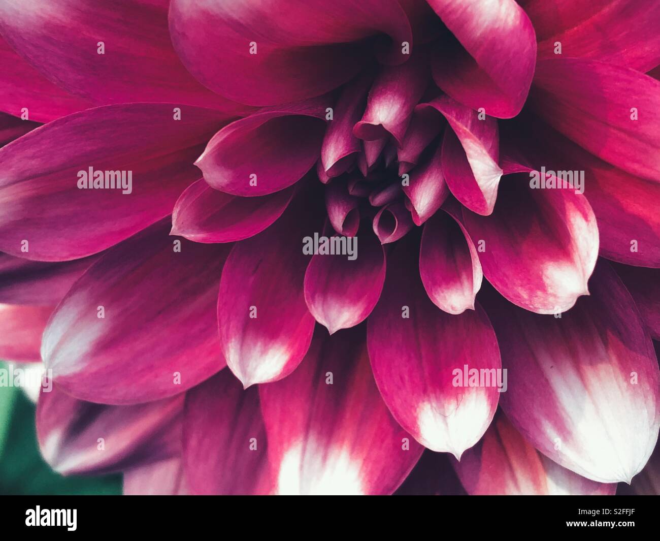 Magenta dahlia center Stock Photo - Alamy