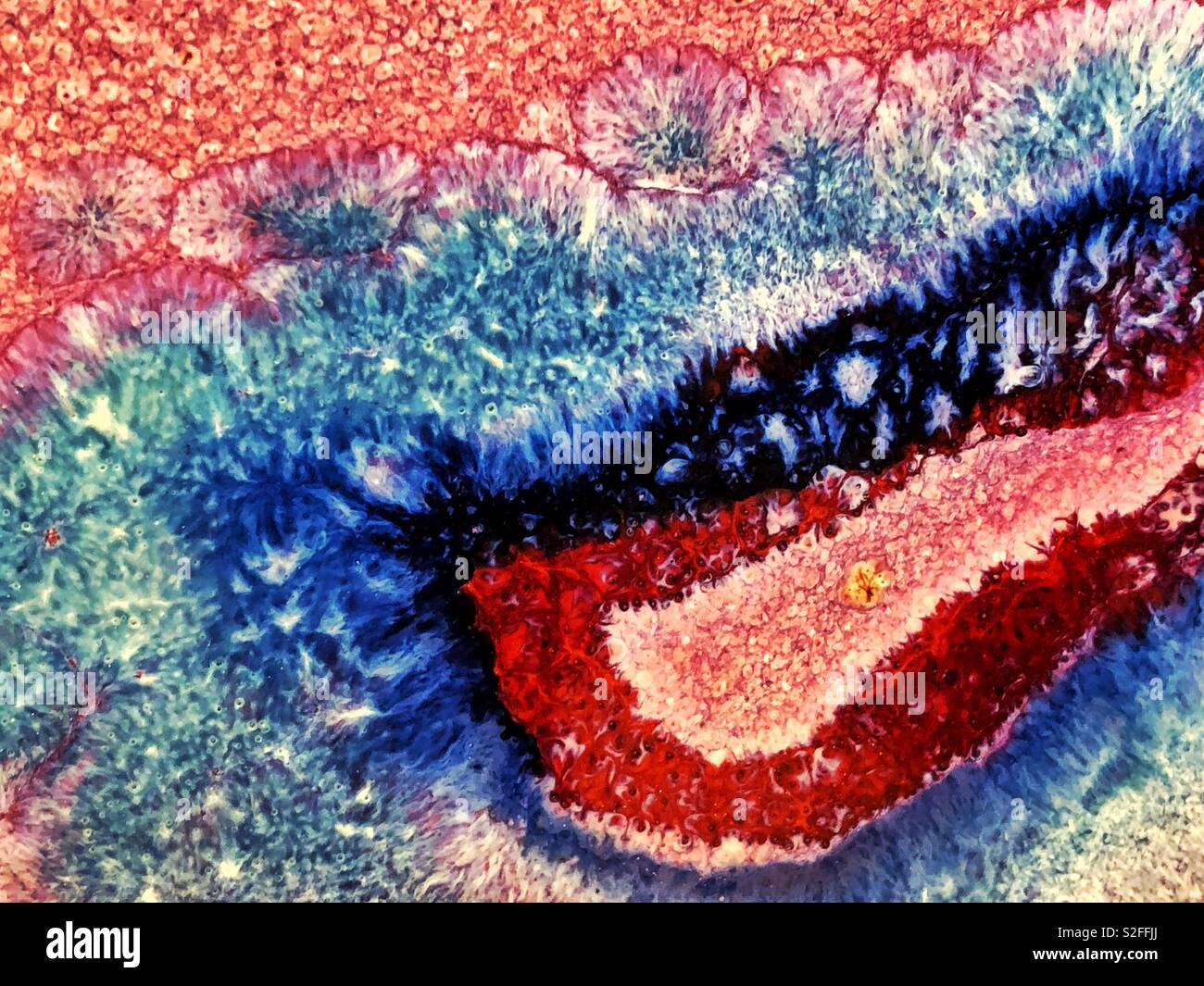 Ceramic plate design hi-res stock photography and images - Alamy