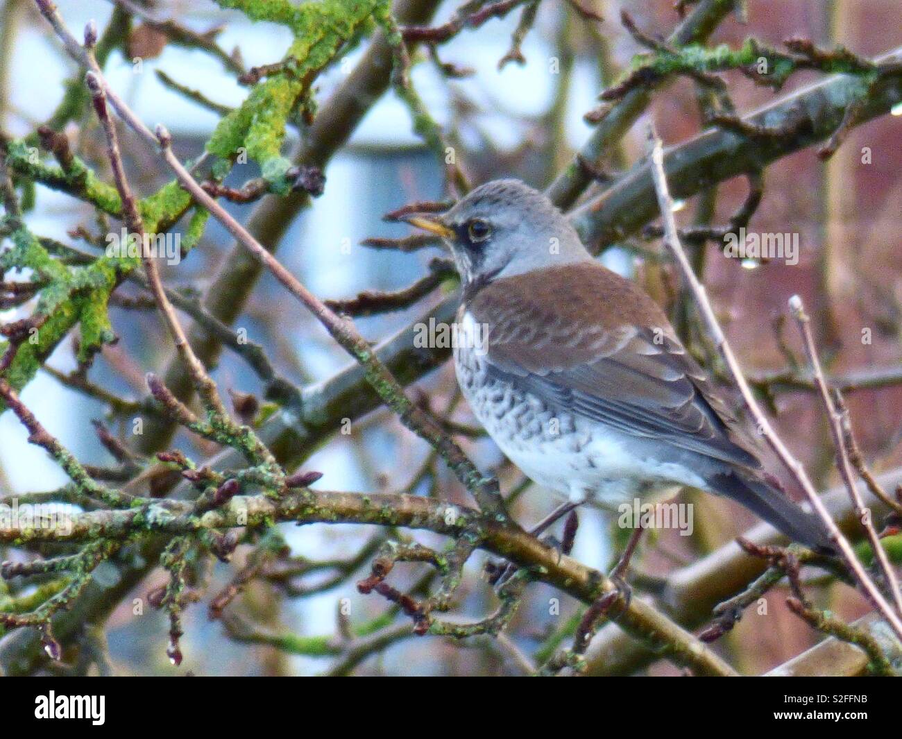 Field fare hi-res stock photography and images - Alamy
