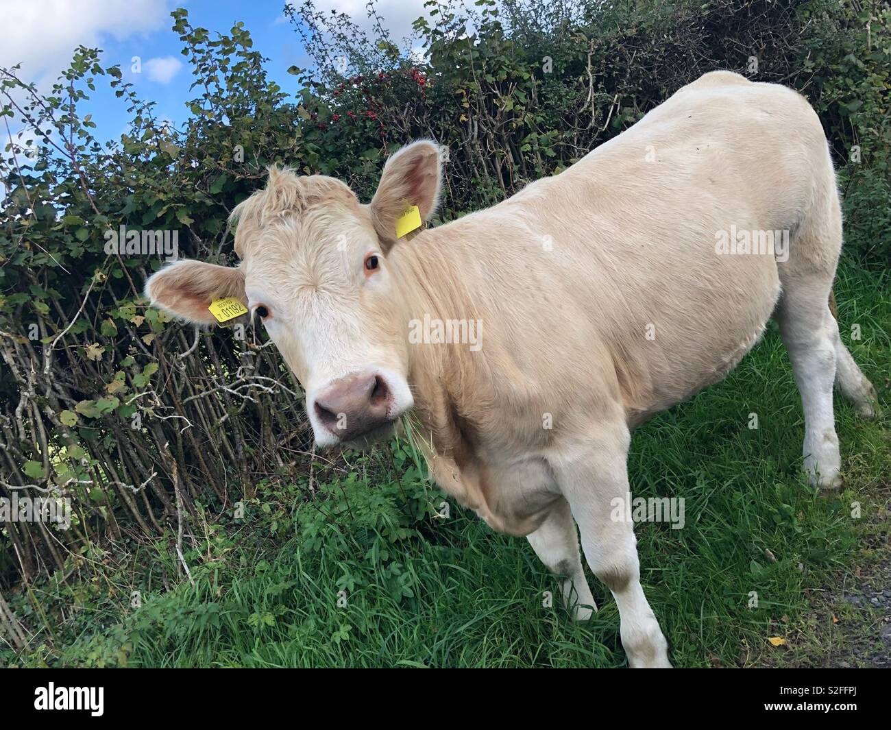 Loose cow hi-res stock photography and images - Alamy