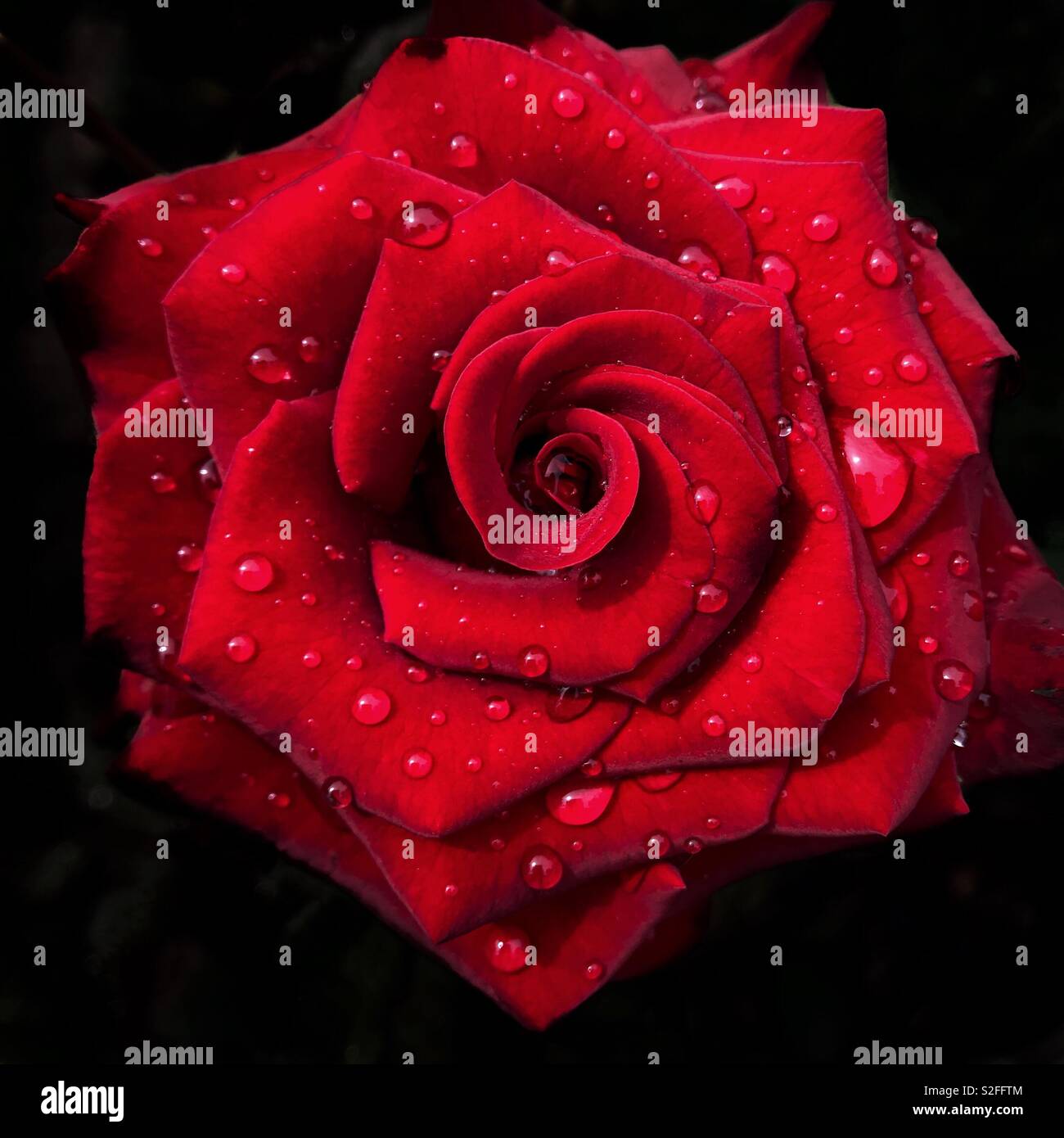 Wet rose with water drops on black background Stock Photo - Alamy