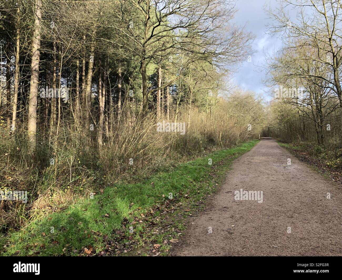 Salcey forest hi-res stock photography and images - Alamy