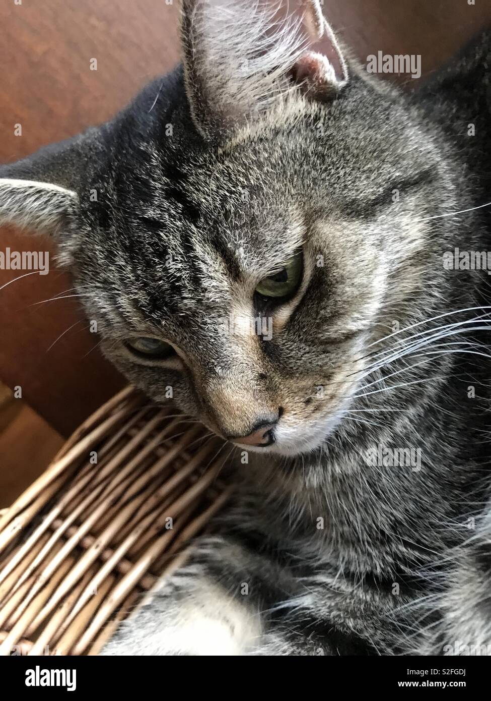 A stoic kitty gives a thoughtful pause Stock Photo - Alamy