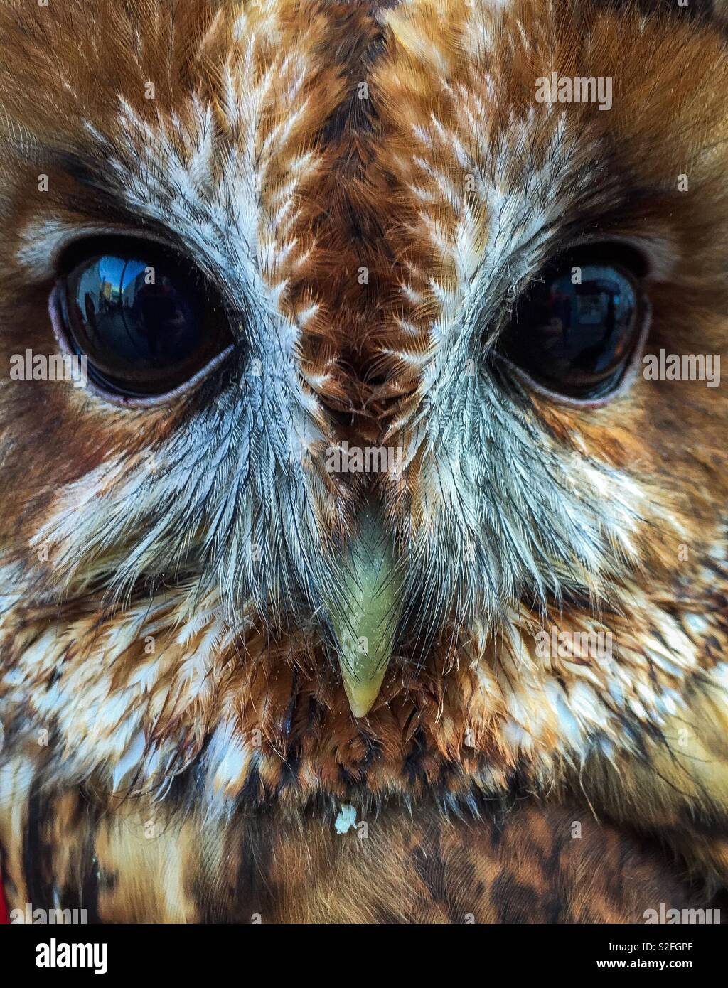 Owl face hi-res stock photography and images - Alamy