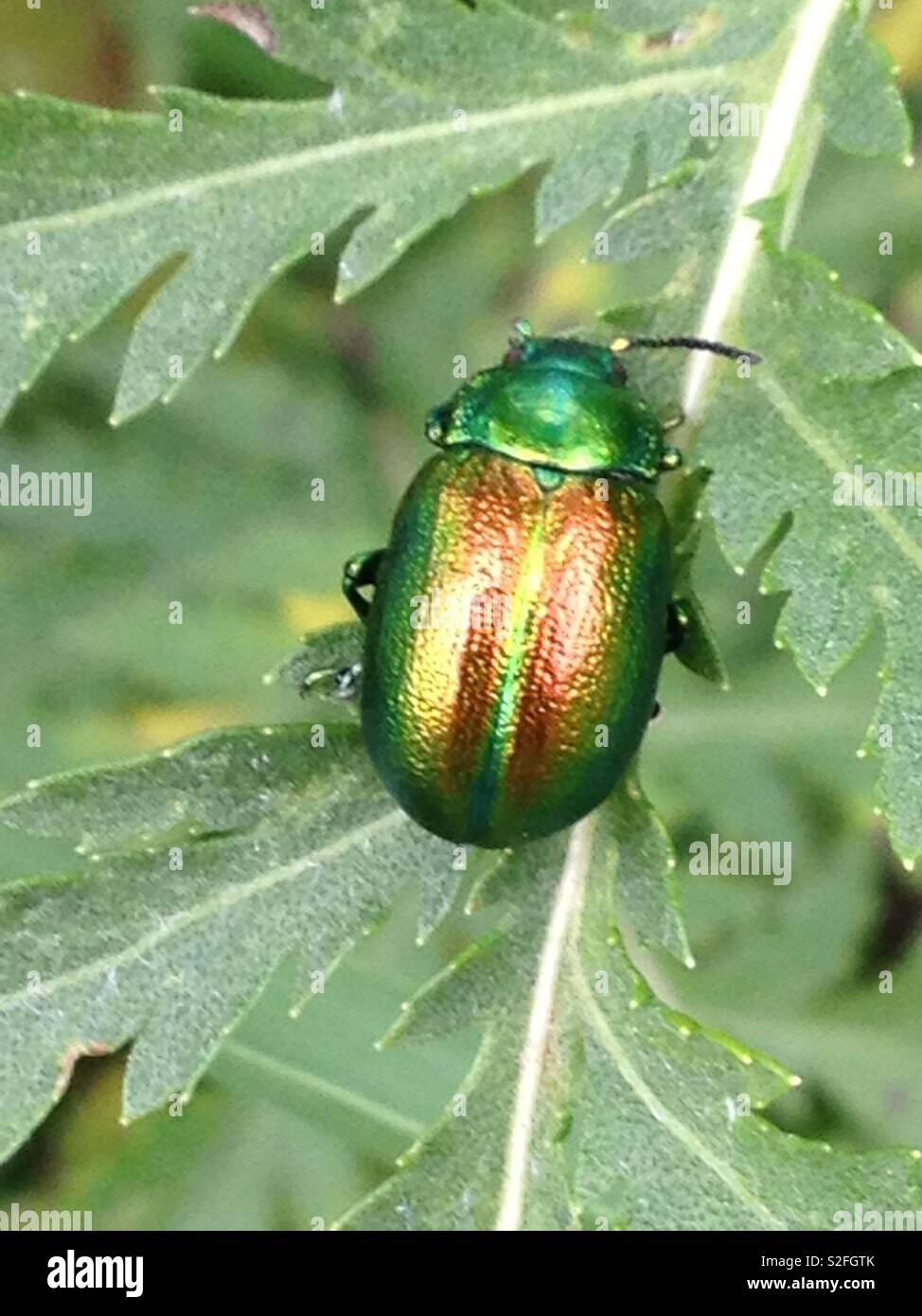 Colourful Beetle Stock Photos & Colourful Beetle Stock Images - Alamy