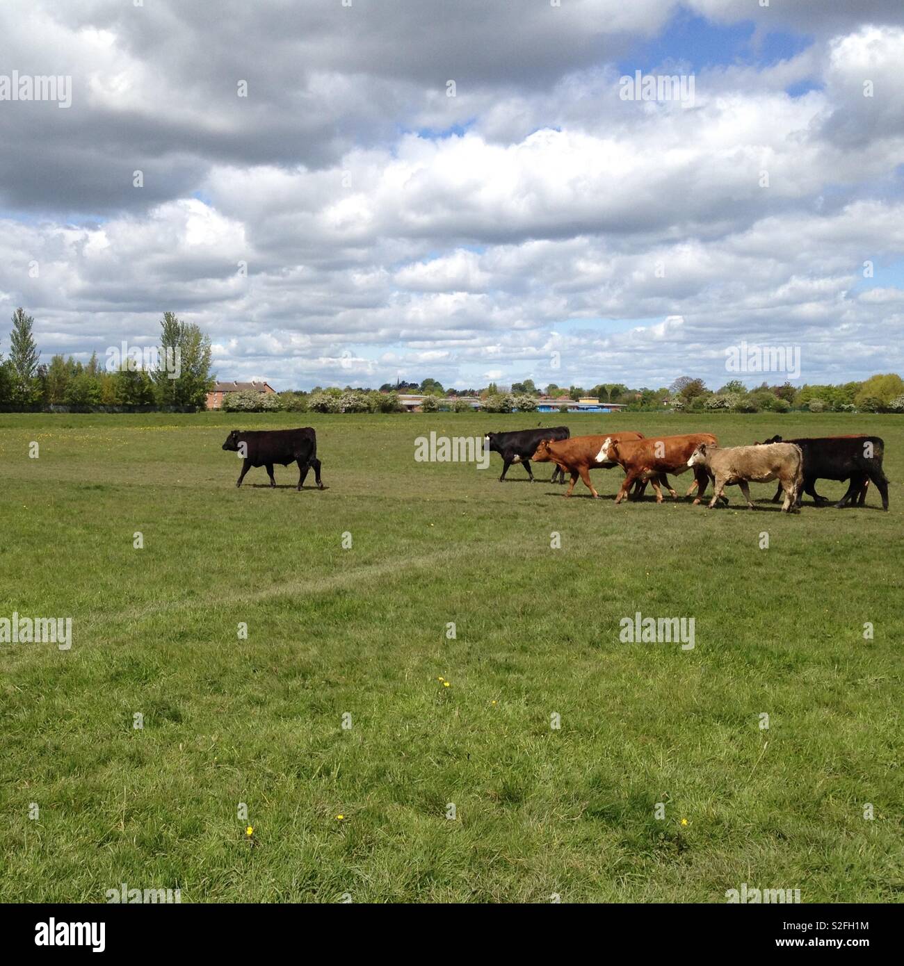 Cows following leader Stock Photo - Alamy