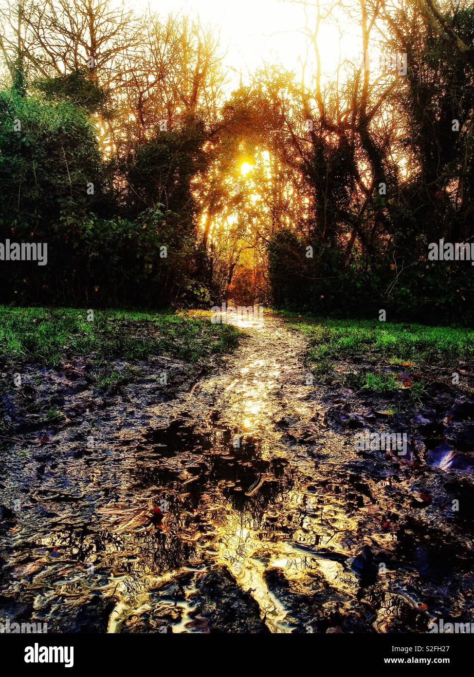 A muddy pathway leading into an Autumn woodland at sunset Stock Photo ...