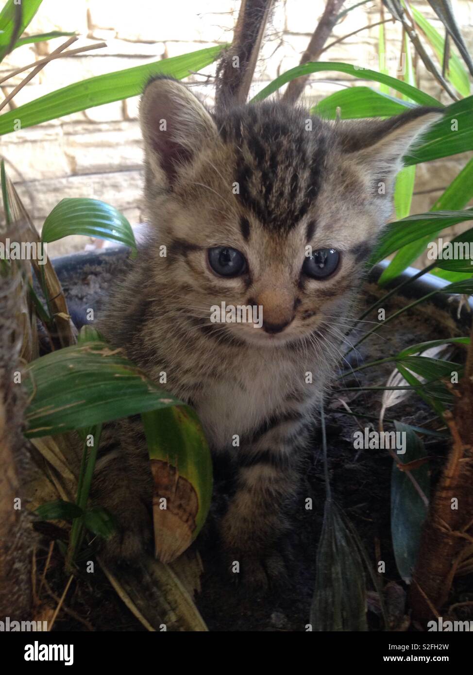 Kitten Sun High Resolution Stock Photography and Images - Alamy