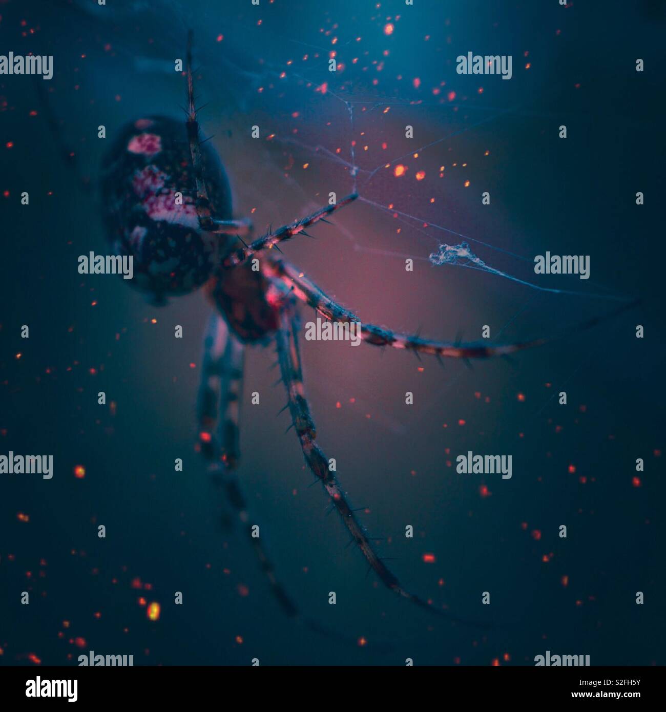 Red and blue spider hi-res stock photography and images - Alamy