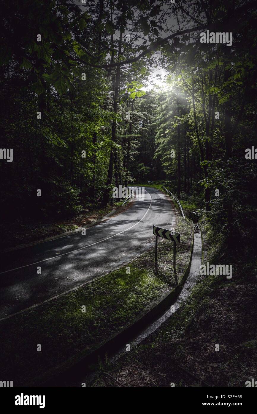 the road with green trees an sunset Stock Photo - Alamy