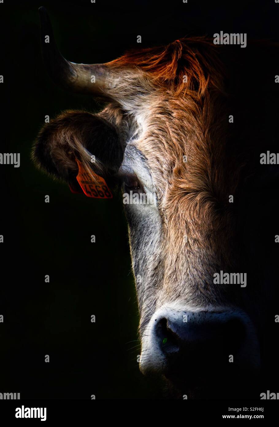 the brown cow portrait Stock Photo - Alamy