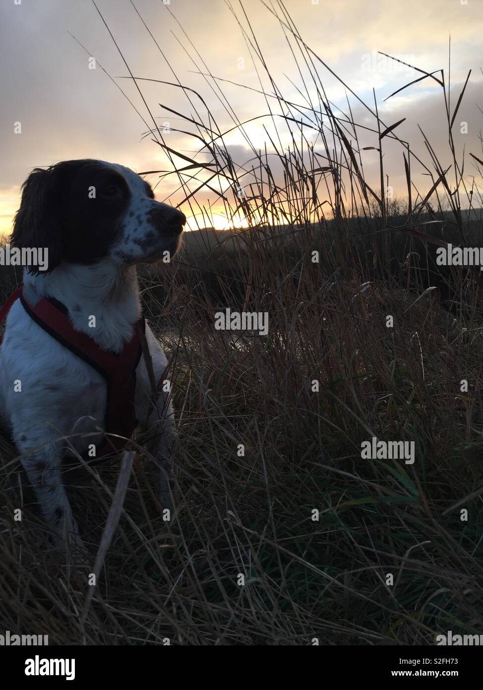 Sunrise with dog hi-res stock photography and images - Alamy