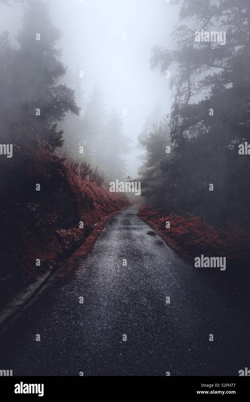 The forest road hi-res stock photography and images - Alamy