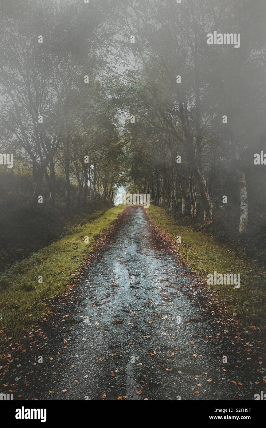 Fog trees path hi-res stock photography and images - Alamy