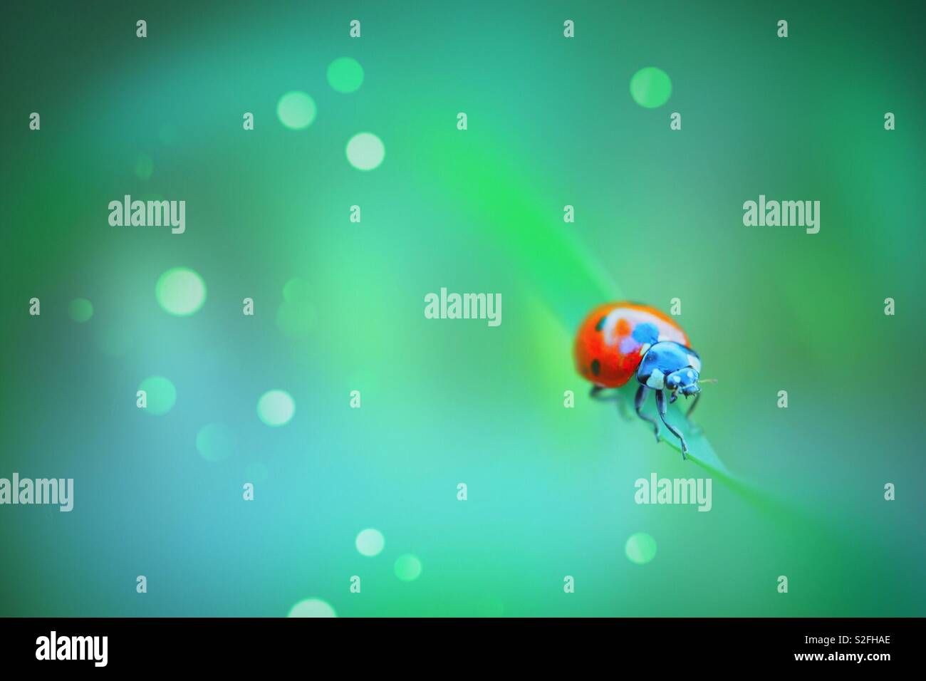 the ladybug on the plant Stock Photo - Alamy