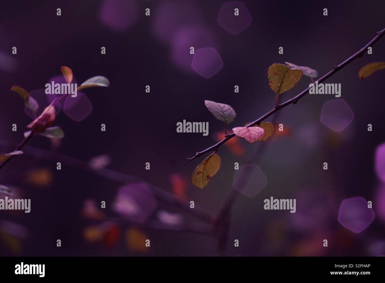 the colorful tree branches Stock Photo - Alamy