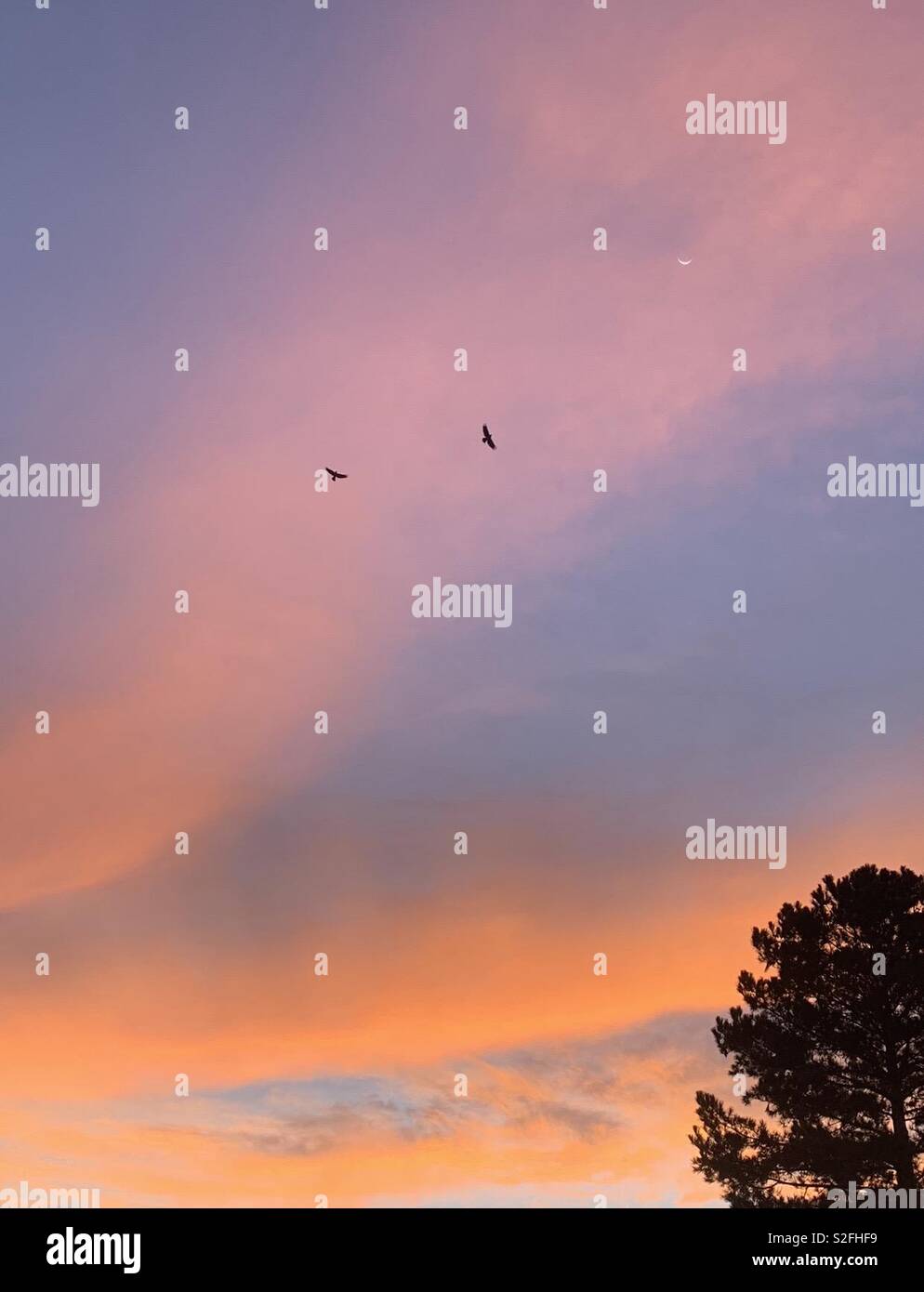 Birds flying during dusk Stock Photo - Alamy