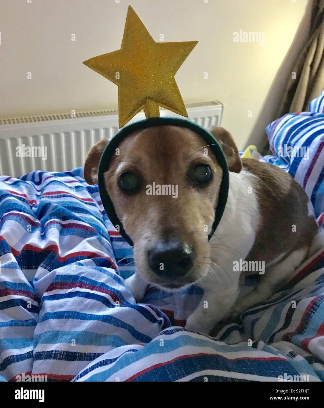 What Does The Dog Star Mean