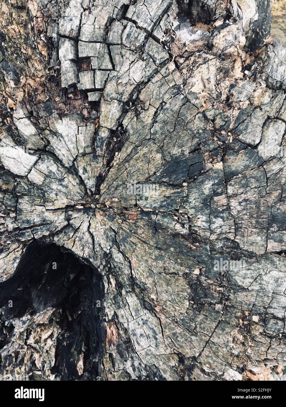 Chopped Down Tree High Resolution Stock Photography and Images - Alamy