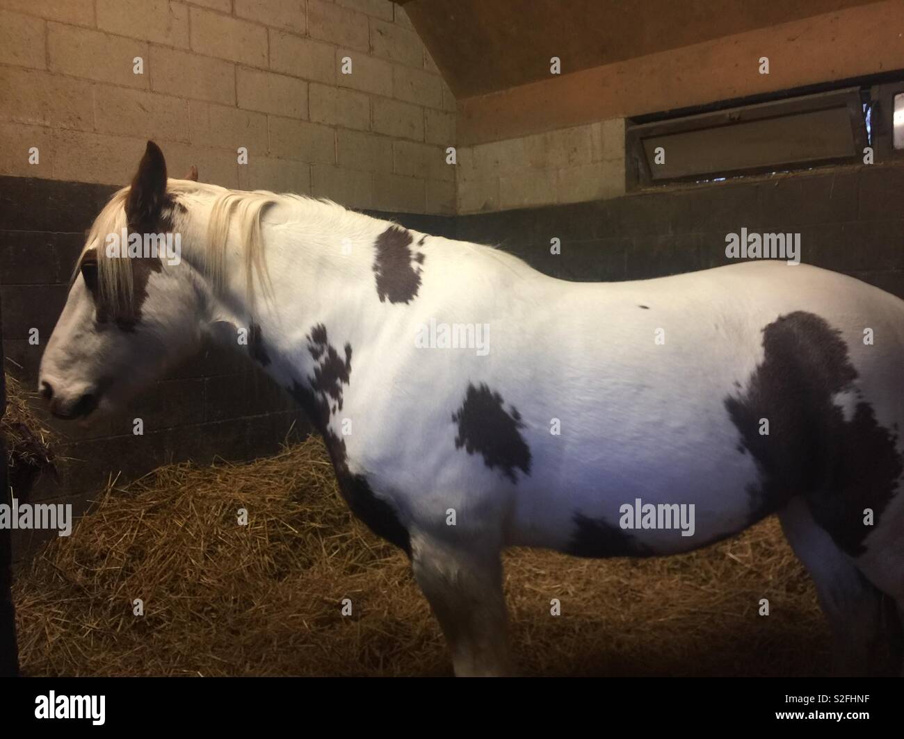 Piebald pony in the stables Stock Photo - Alamy