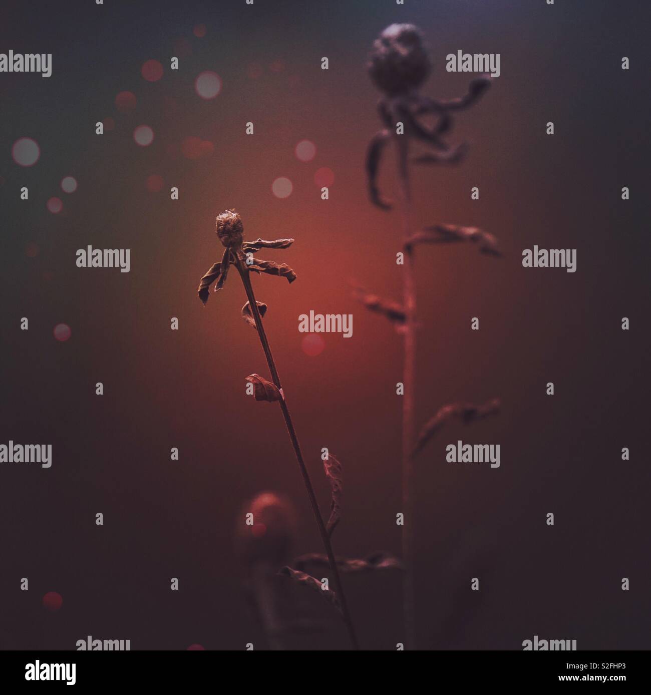 the flower plan in the garden Stock Photo - Alamy