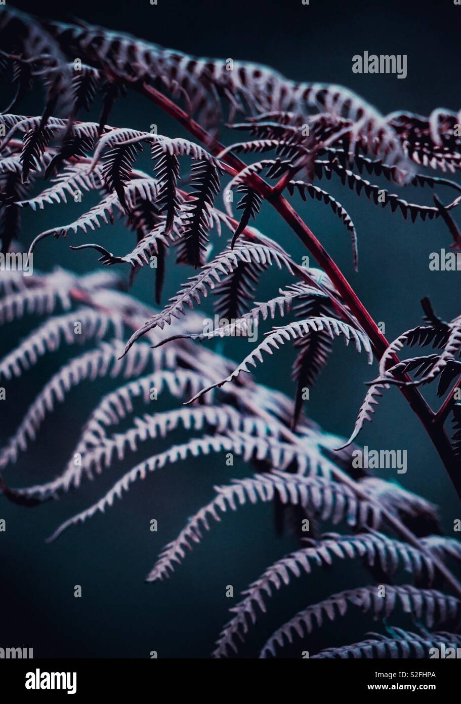 the abstract leaves fern plants Stock Photo - Alamy