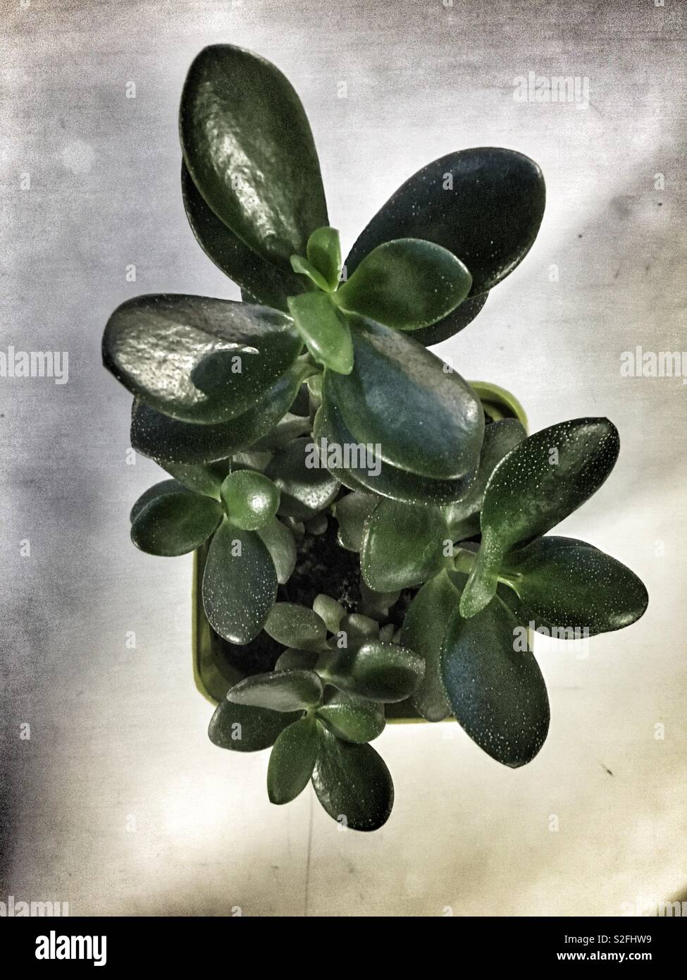 Succulent money tree Stock Photo - Alamy