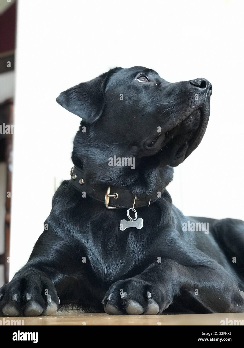 Black Labrador Looking Up High Resolution Stock Photography and Images ...