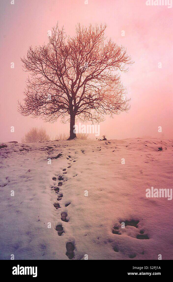tree with snow in winter in the mountain Stock Photo - Alamy