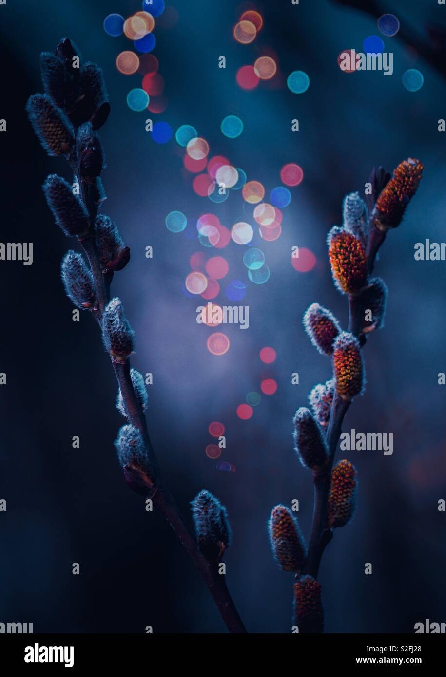 The night plants hi-res stock photography and images - Alamy