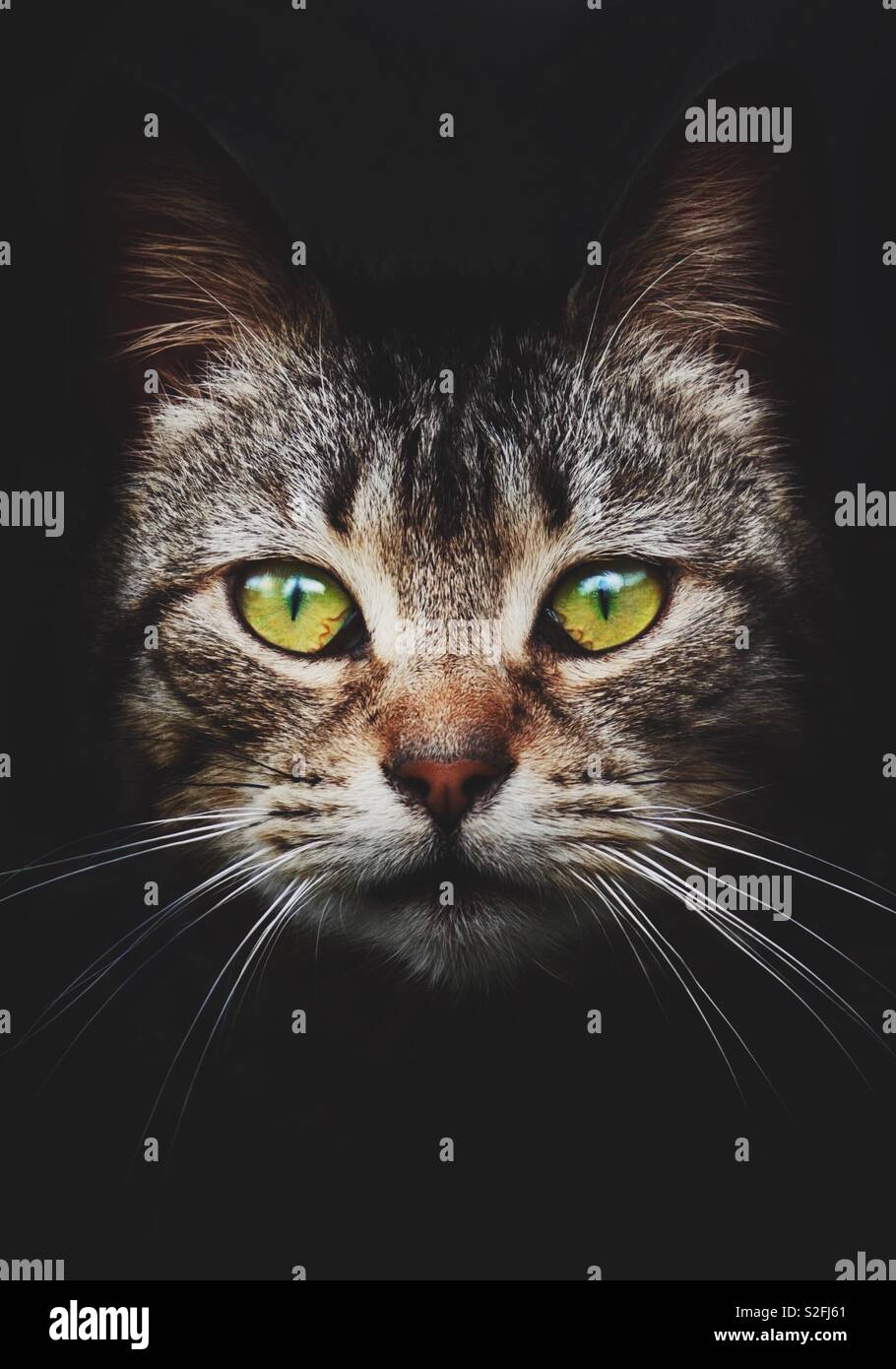 Beautiful portrait kitty hi-res stock photography and images - Alamy