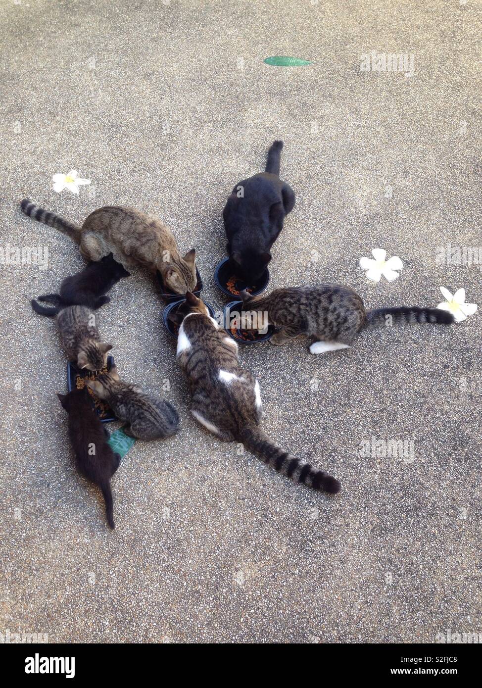 Family cat hi-res stock photography and images - Alamy