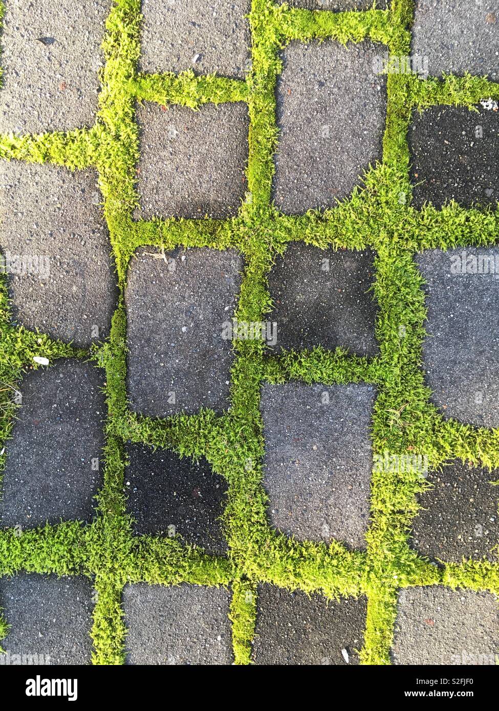Moss design on pathway Stock Photo - Alamy