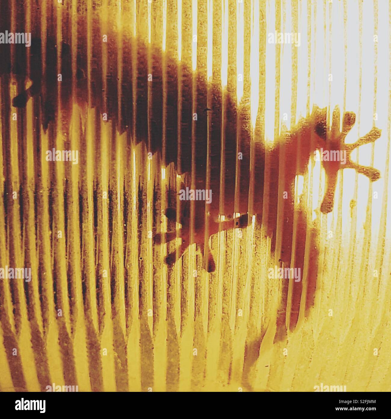 Shadow of Gecko sat in light Stock Photo - Alamy