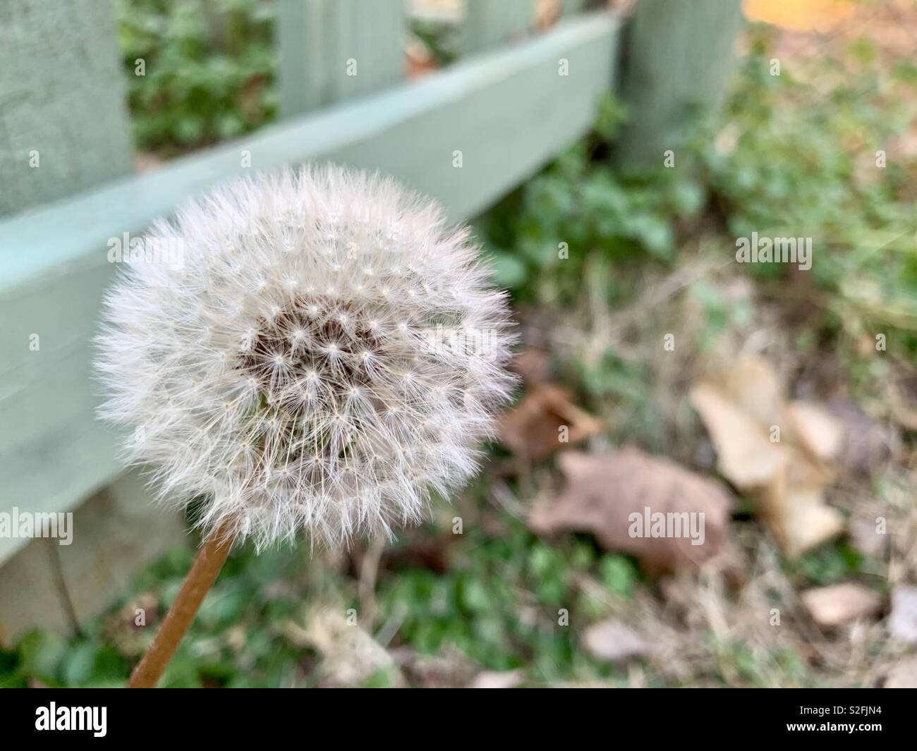 Dandelion greens hi-res stock photography and images - Alamy