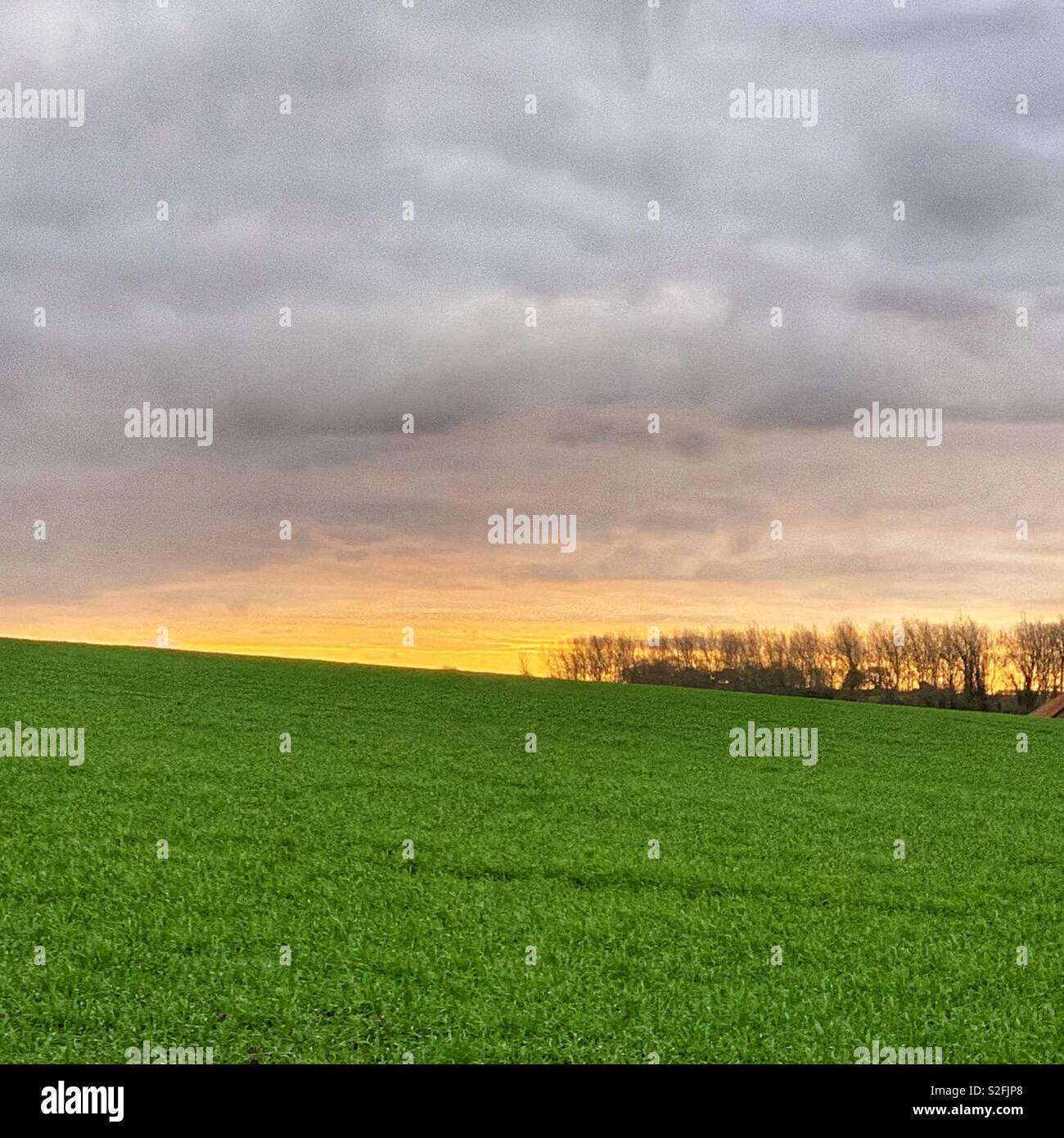 Field of short grass with sunrise behind a distant hill and a copse of ...