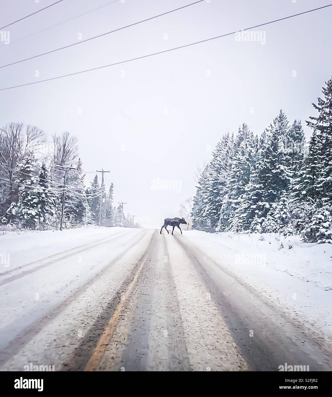 Moose winter maine snow hi-res stock photography and images - Alamy