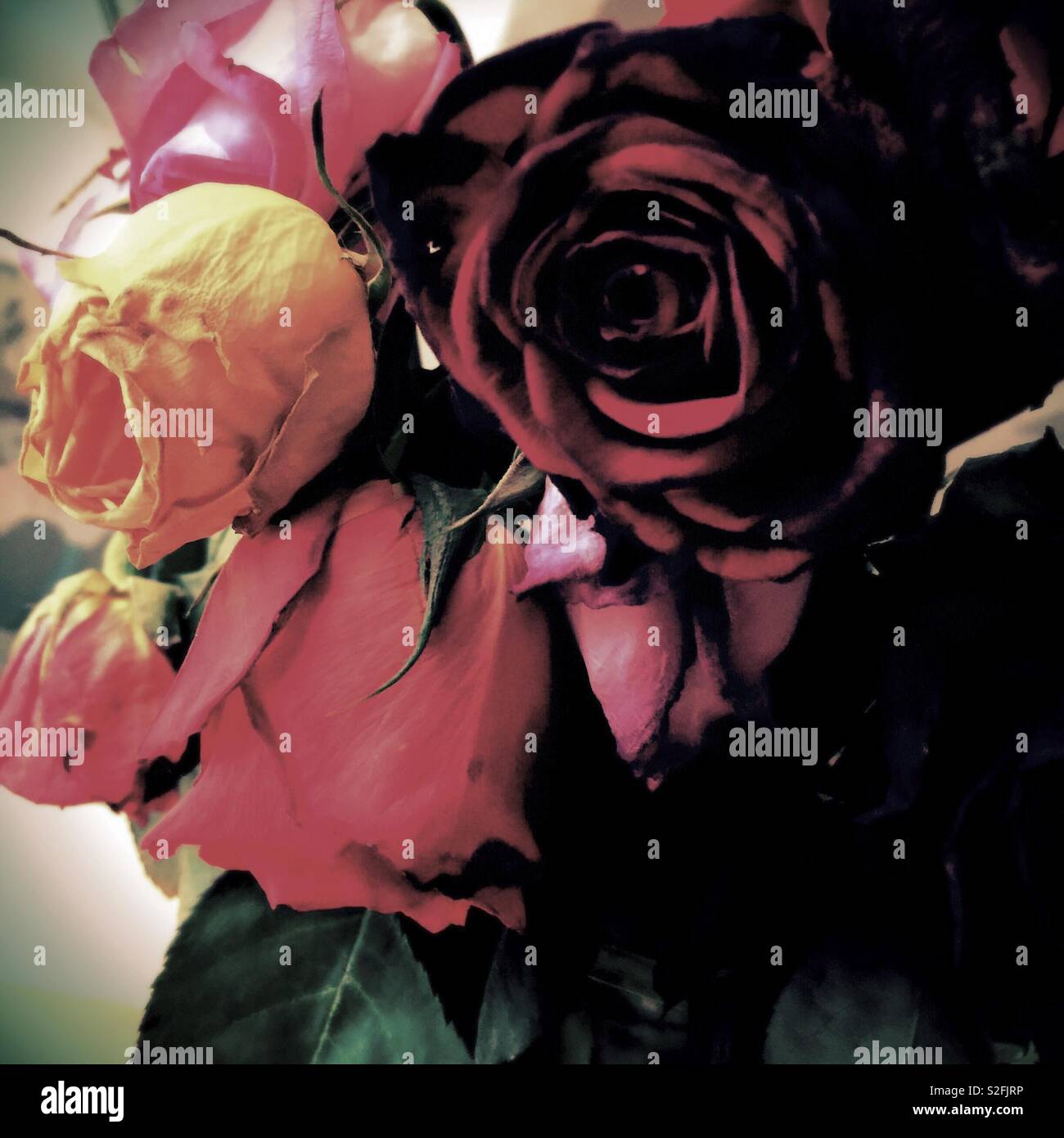 Faded roses in muted colors Stock Photo - Alamy