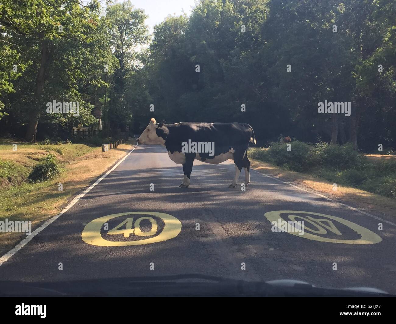 Displaying the 40 cuts of beef Stock Photo - Alamy