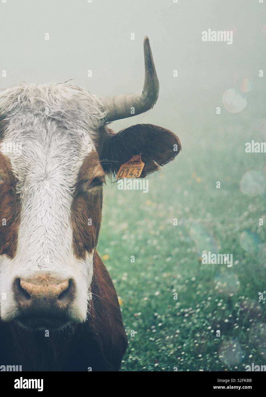 Beautiful cow hi-res stock photography and images - Alamy