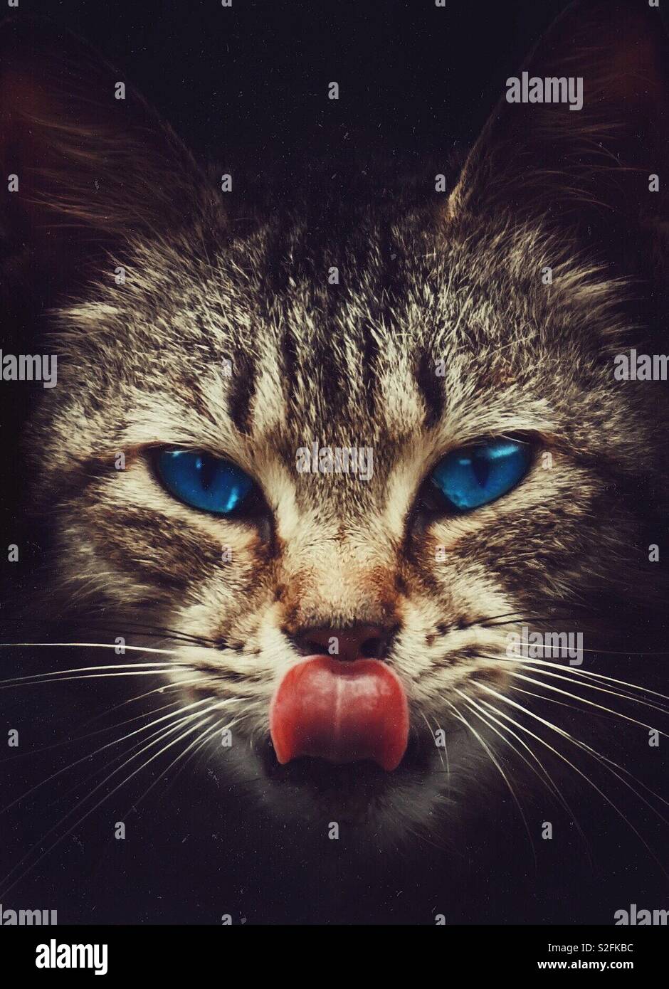 beautiful kitty cat portrait Stock Photo - Alamy