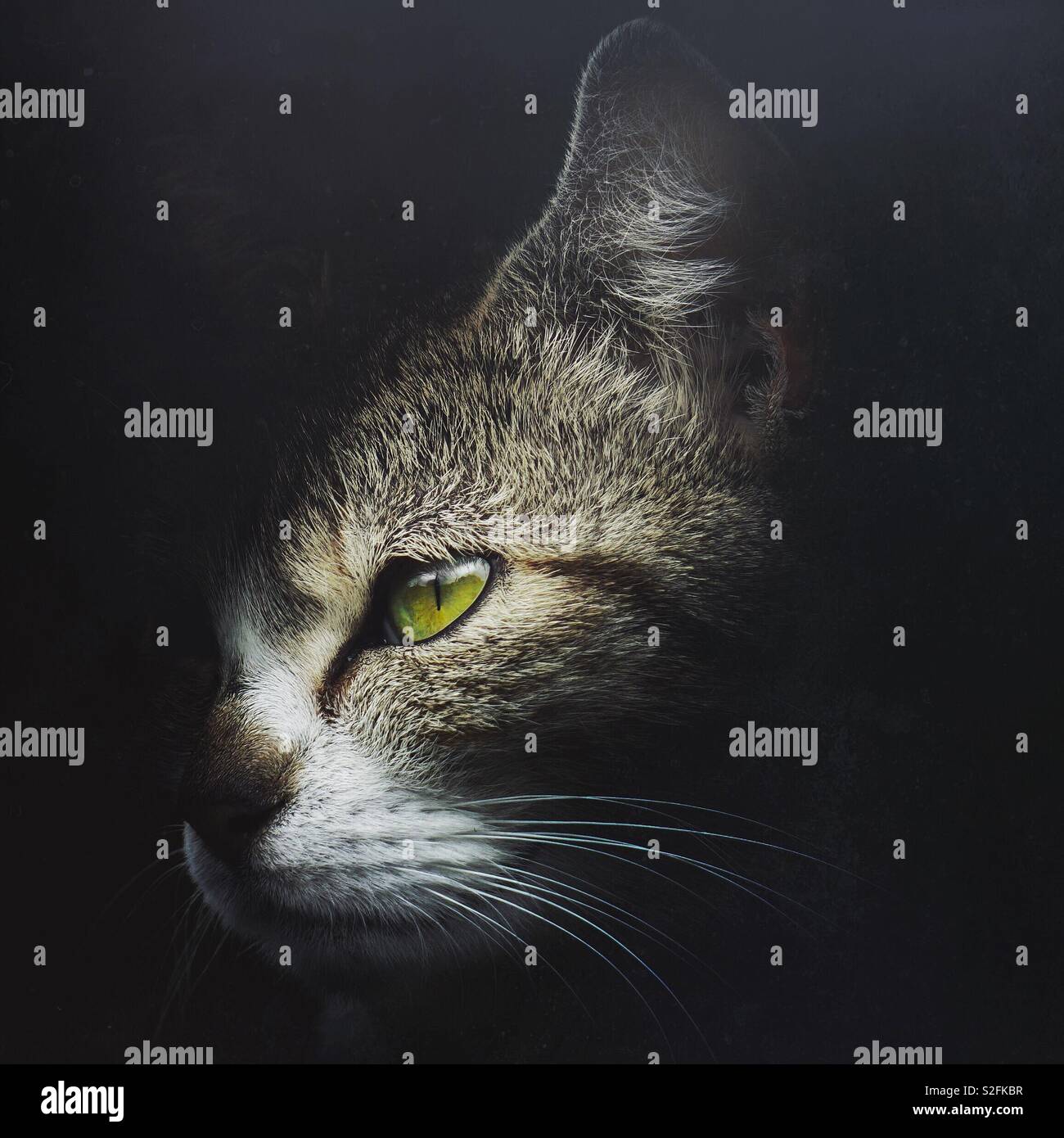 Beautiful grey cat hi-res stock photography and images - Alamy