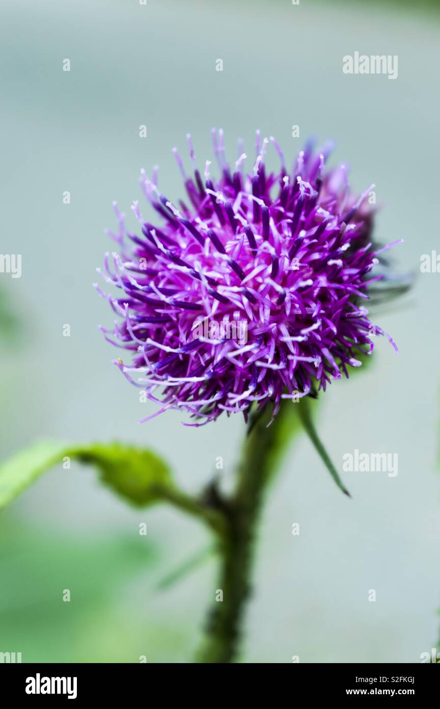 Flowers in asiago mountains during a summer in the alps Stock Photo - Alamy