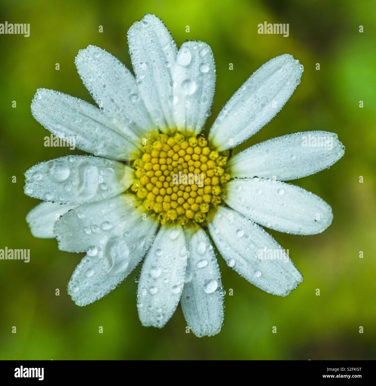 A wet daisy in asiago after a raining night in the alps Stock Photo - Alamy