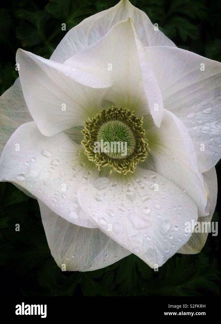 Morning dew on Pandora Stock Photo - Alamy