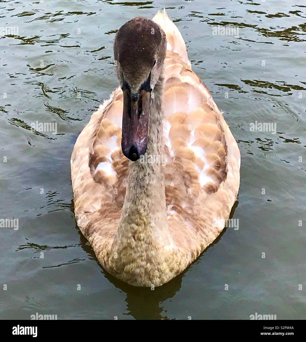 Cygnus plot hi-res stock photography and images - Alamy