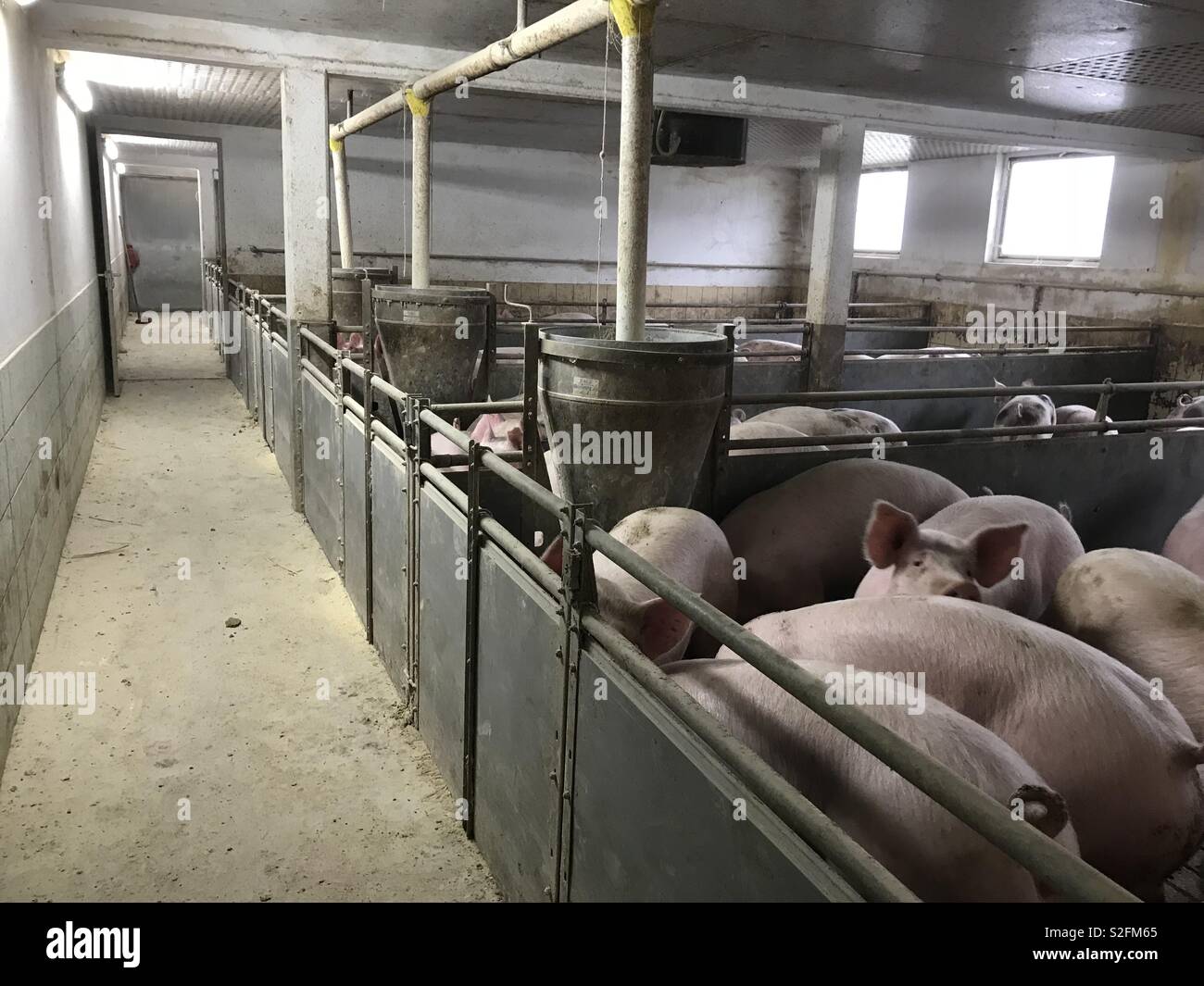 Feeding meat pigs hi-res stock photography and images - Alamy