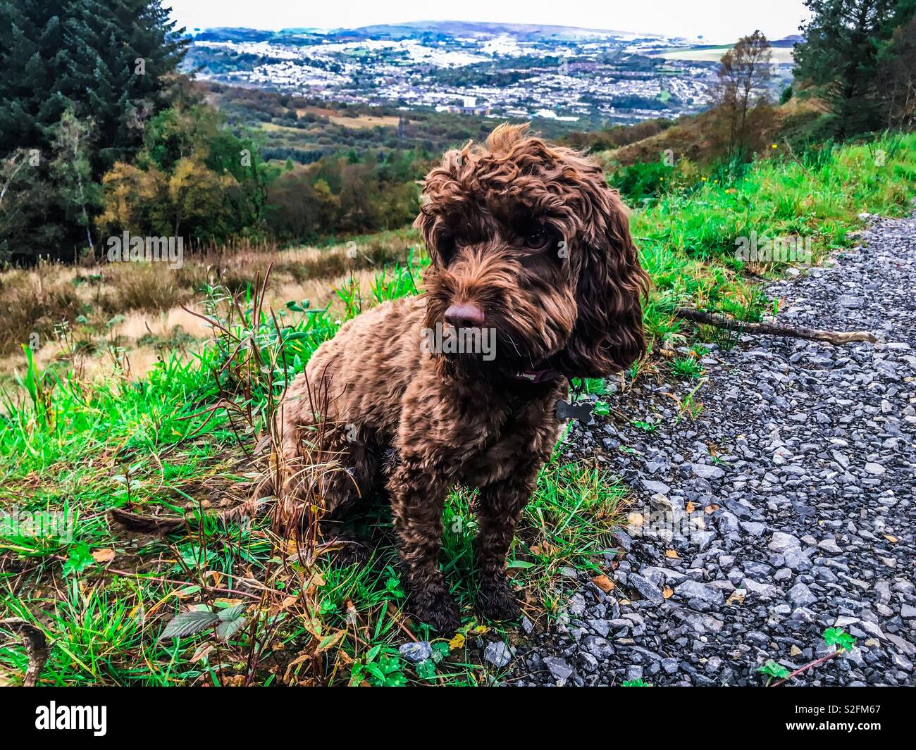 Cockapoo Chocolate Brown