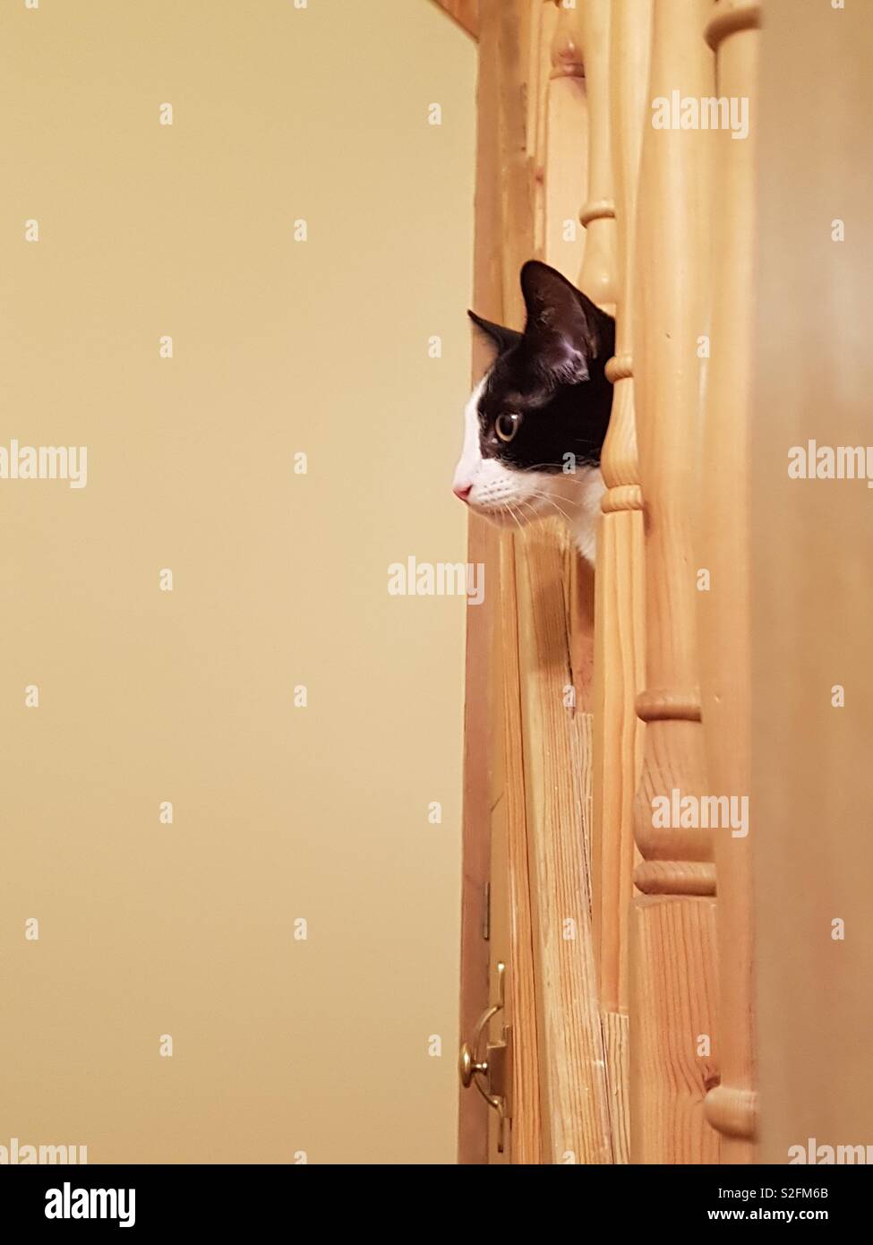 Cat on the stairs Stock Photo - Alamy