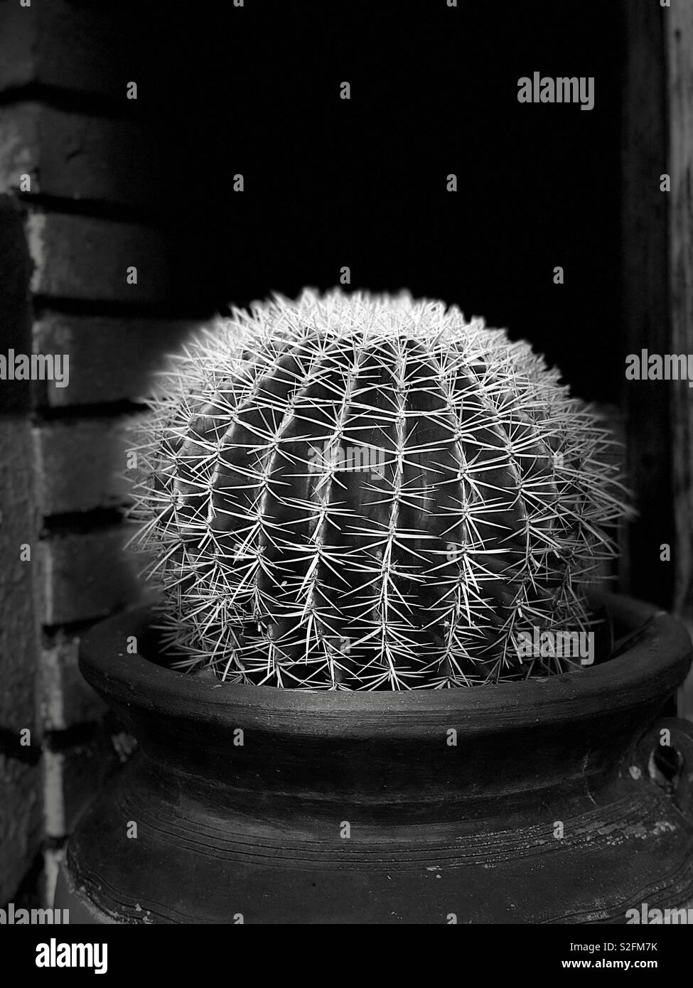 Fractal cactus hi-res stock photography and images - Alamy